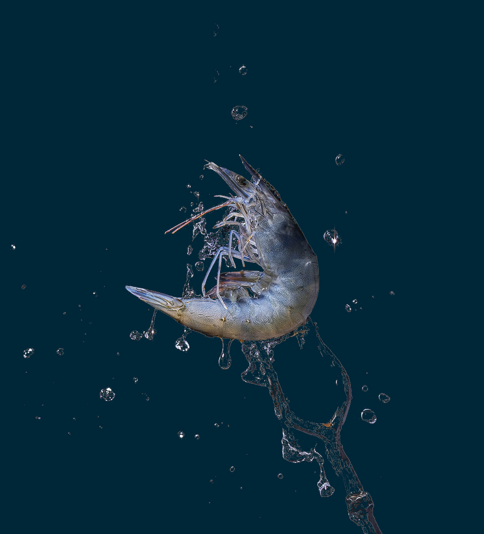 Noray, climate smart shrimp | NORAY